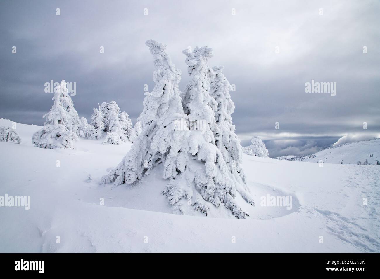 magical frozen winter landscape with snow covered fir trees Stock Photo ...