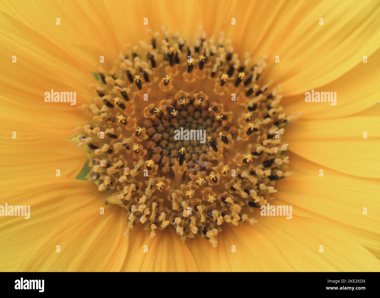Yellow balcony plant hi-res stock photography and images - Alamy