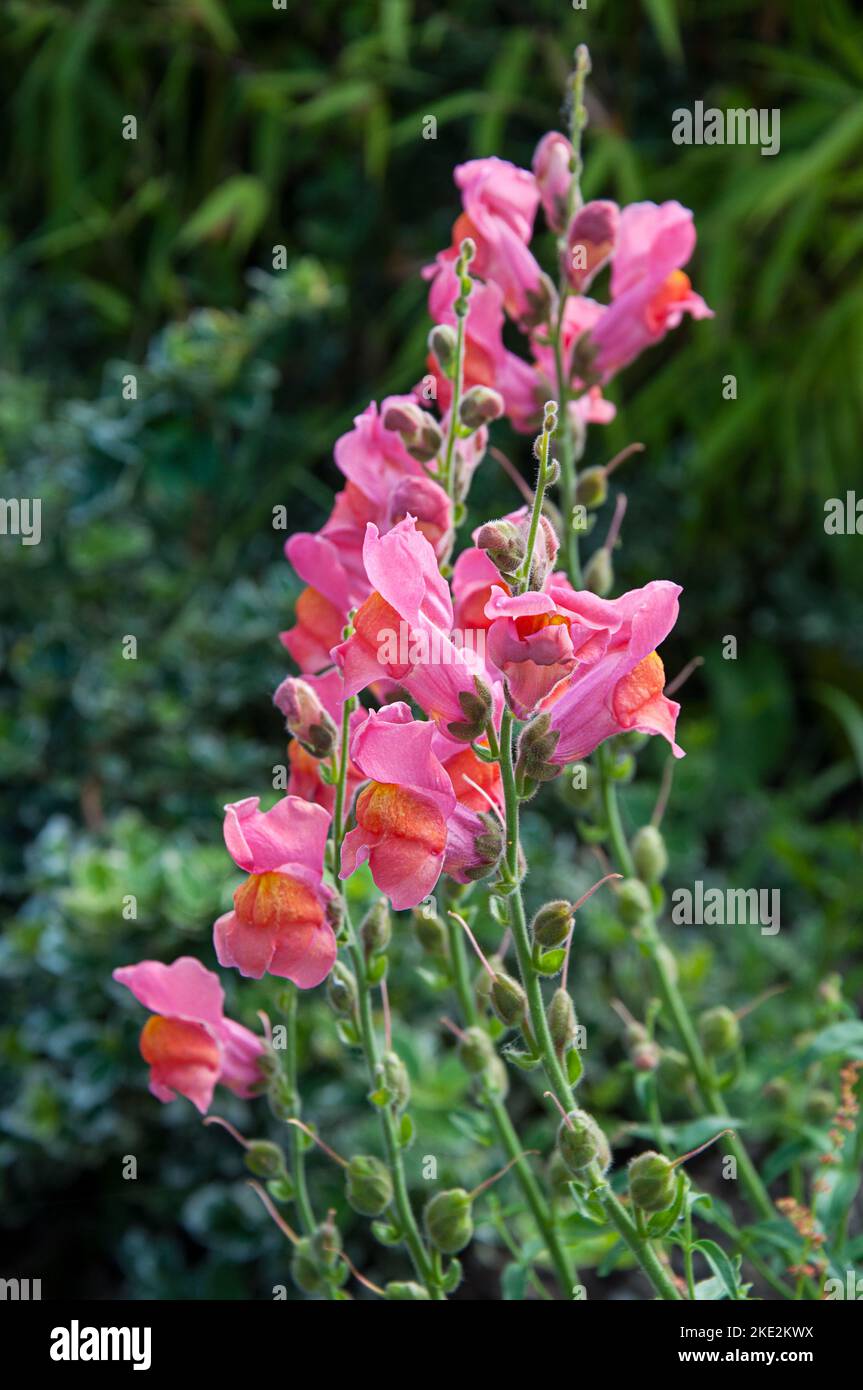 Pink Penstemon flowers know also as Beardtongue. Pretty garden plant in ...