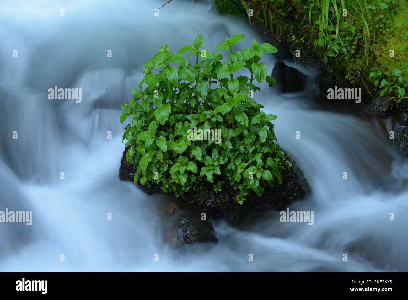 Numerous Waterfalls Dot the Landscape in Olympic National Park in ...