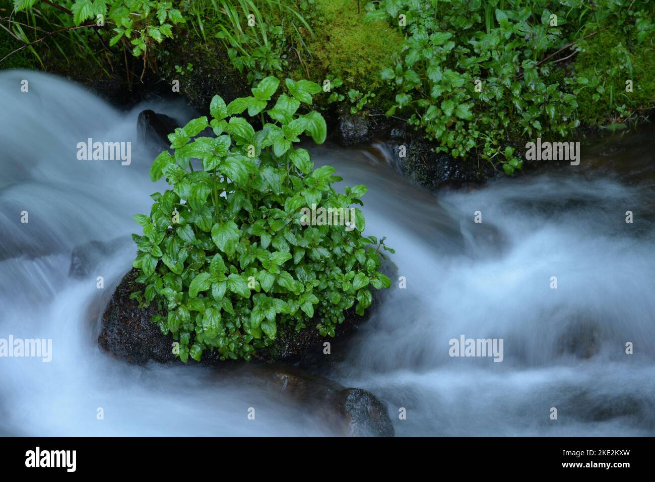 Numerous Waterfalls Dot the Landscape in Olympic National Park in ...