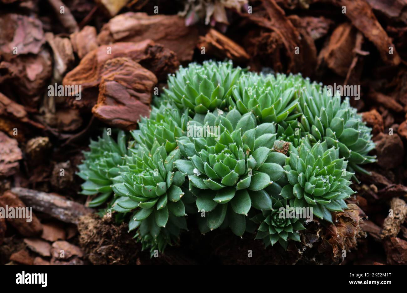 Succulent theme hi-res stock photography and images - Alamy