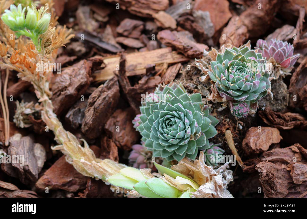 Succulent theme hi-res stock photography and images - Alamy