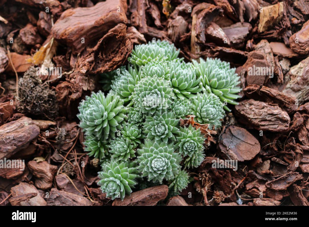Succulent theme hi-res stock photography and images - Alamy