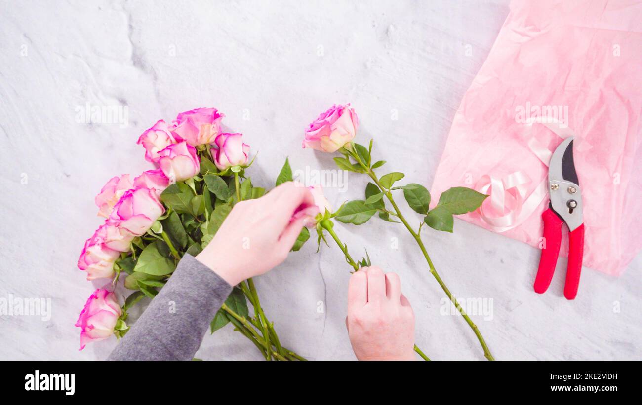 Rose pruning march hi-res stock photography and images - Alamy