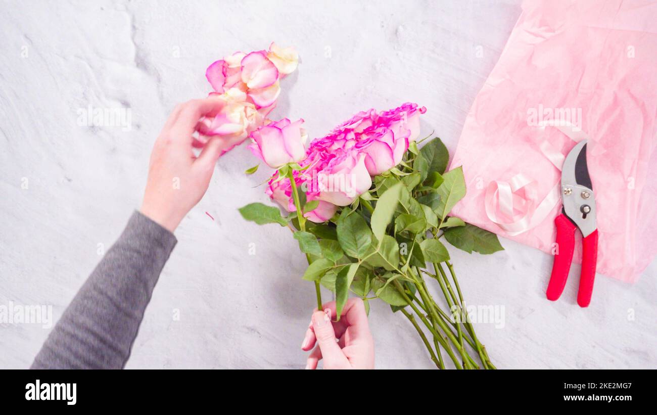 Rose pruning march hi-res stock photography and images - Alamy