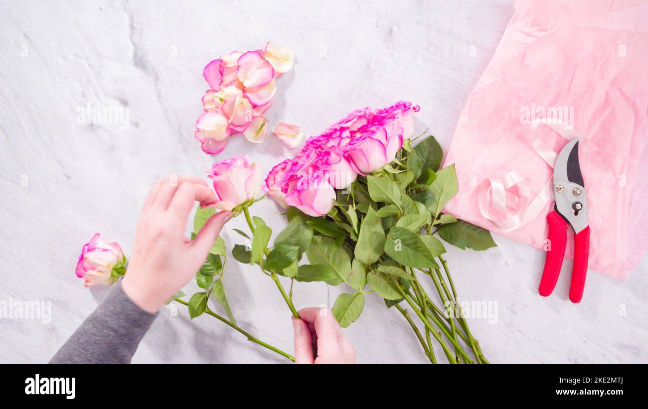 Rose pruning march hi-res stock photography and images - Alamy