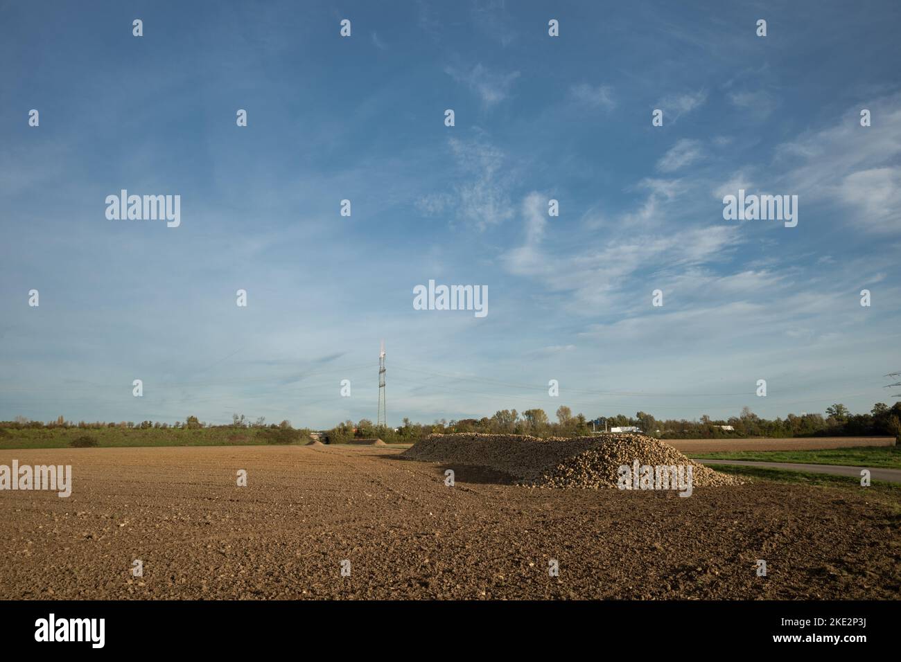 Organic sugar beet field with farmer hi-res stock photography and ...