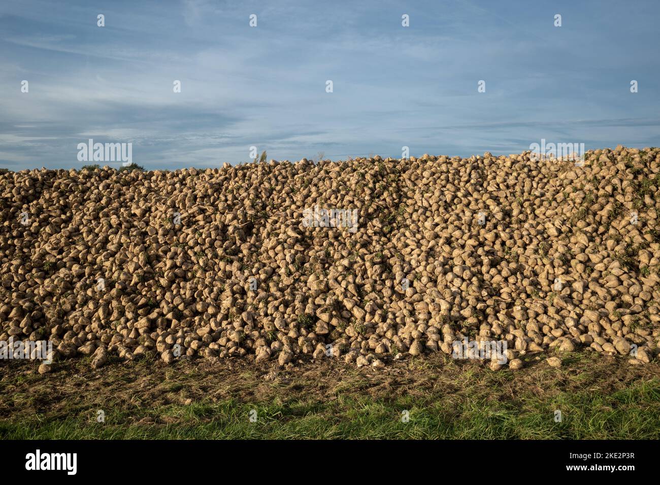 Outdoor sunny scenery, Heap of Sugar beet produce on the land after ...