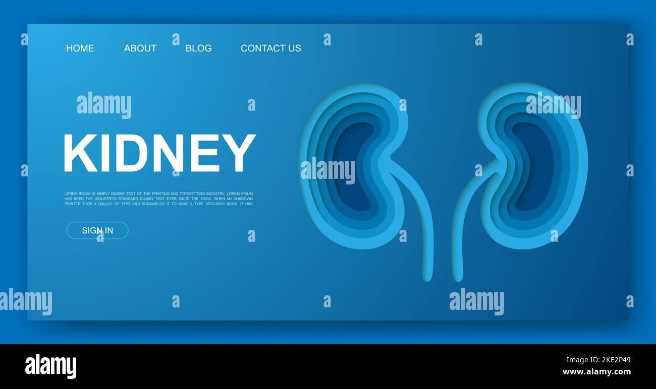 Kidneys 3d paper cut style website template. Urinary paper cut ...