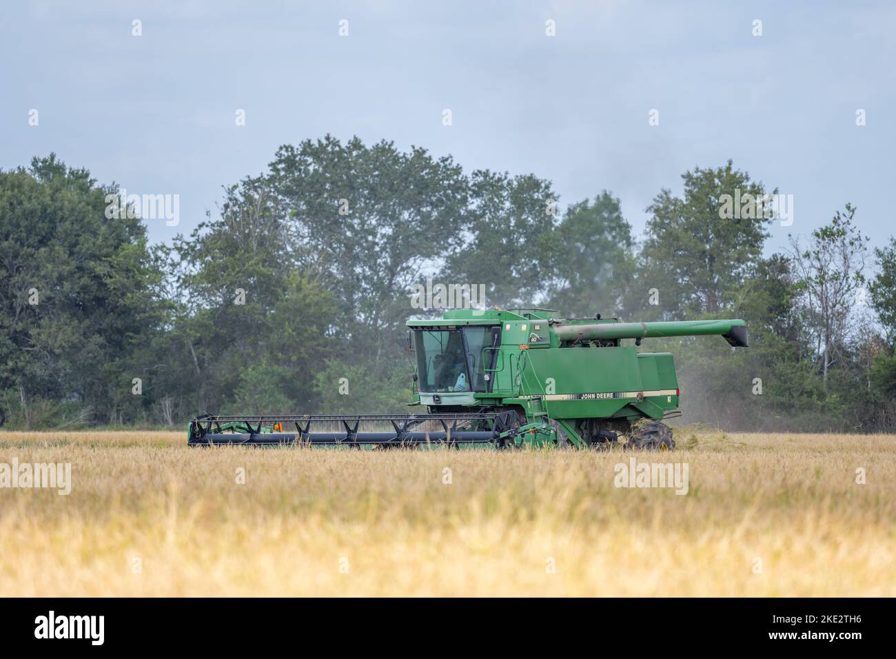 A farmer operating a John Deere combine harvesting rice in a rice field ...