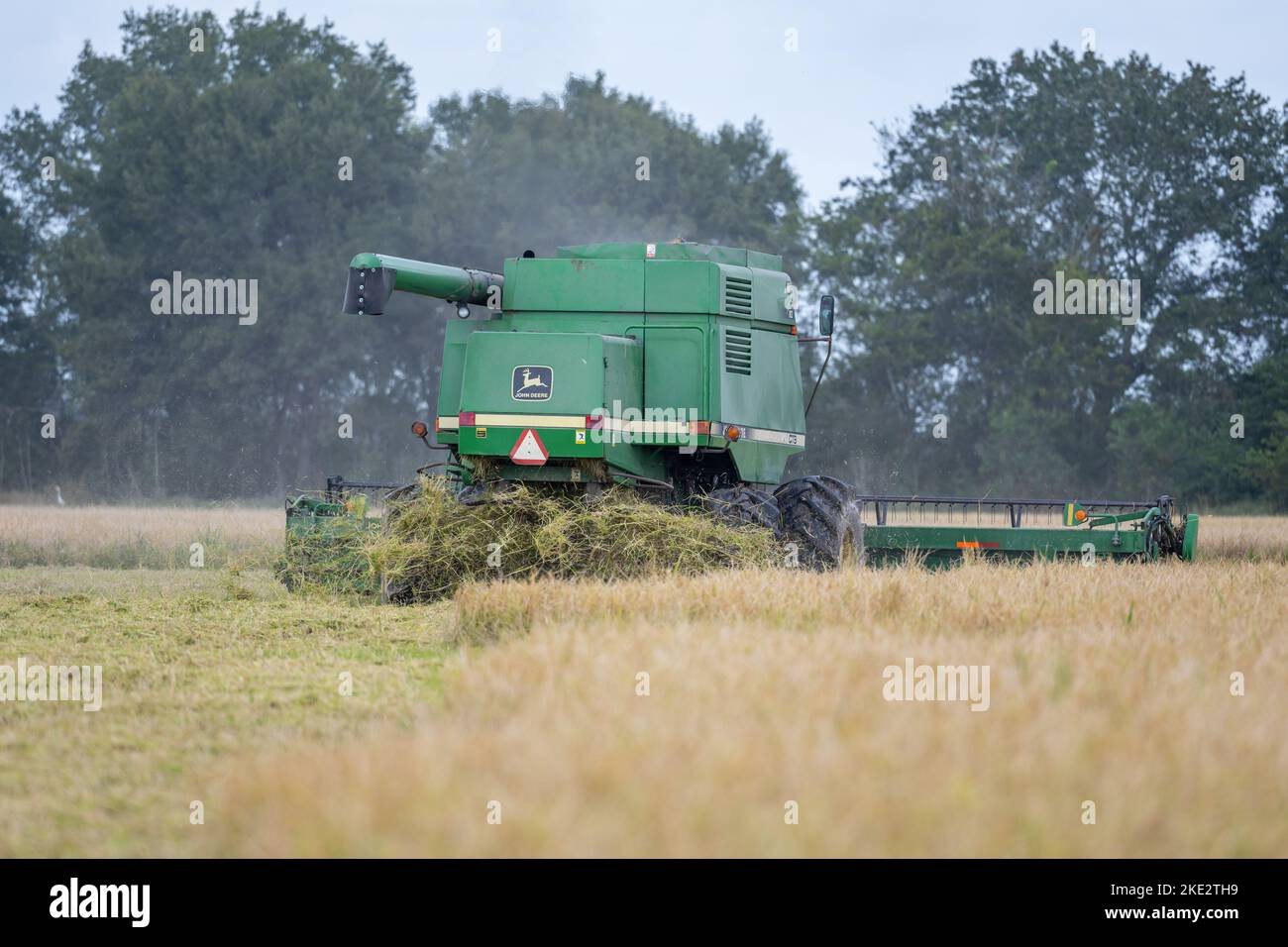 A farmer operating a John Deere combine harvesting rice in a rice field ...