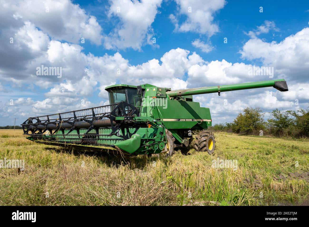 A farmer operating a John Deere combine harvesting rice in a rice field ...