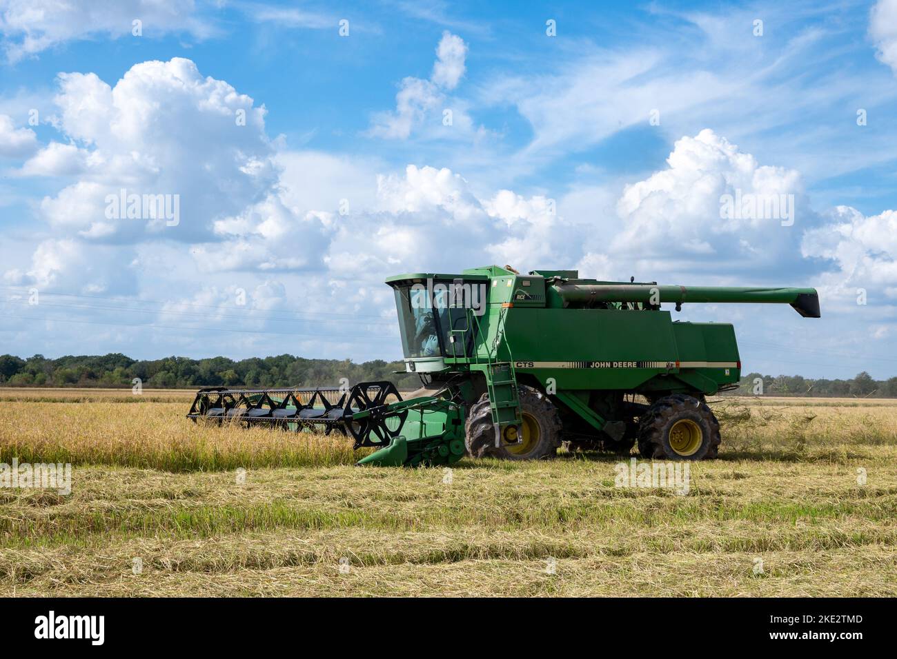 A farmer operating a John Deere combine harvesting rice in a rice field ...