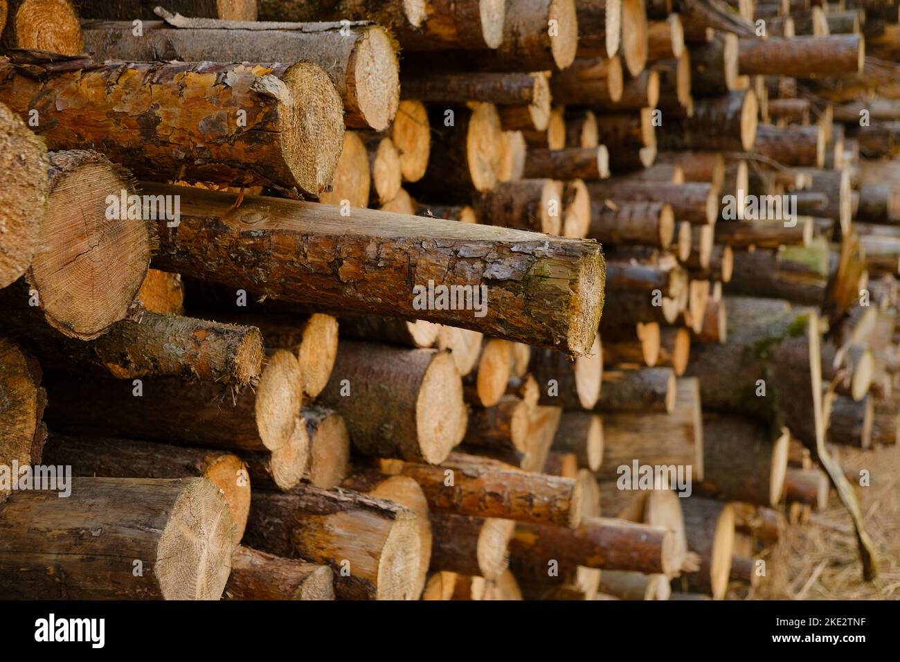 Dry Chopped Firewood Logs In A Pile. Chopped And Sawn Trunks Of Trees ...