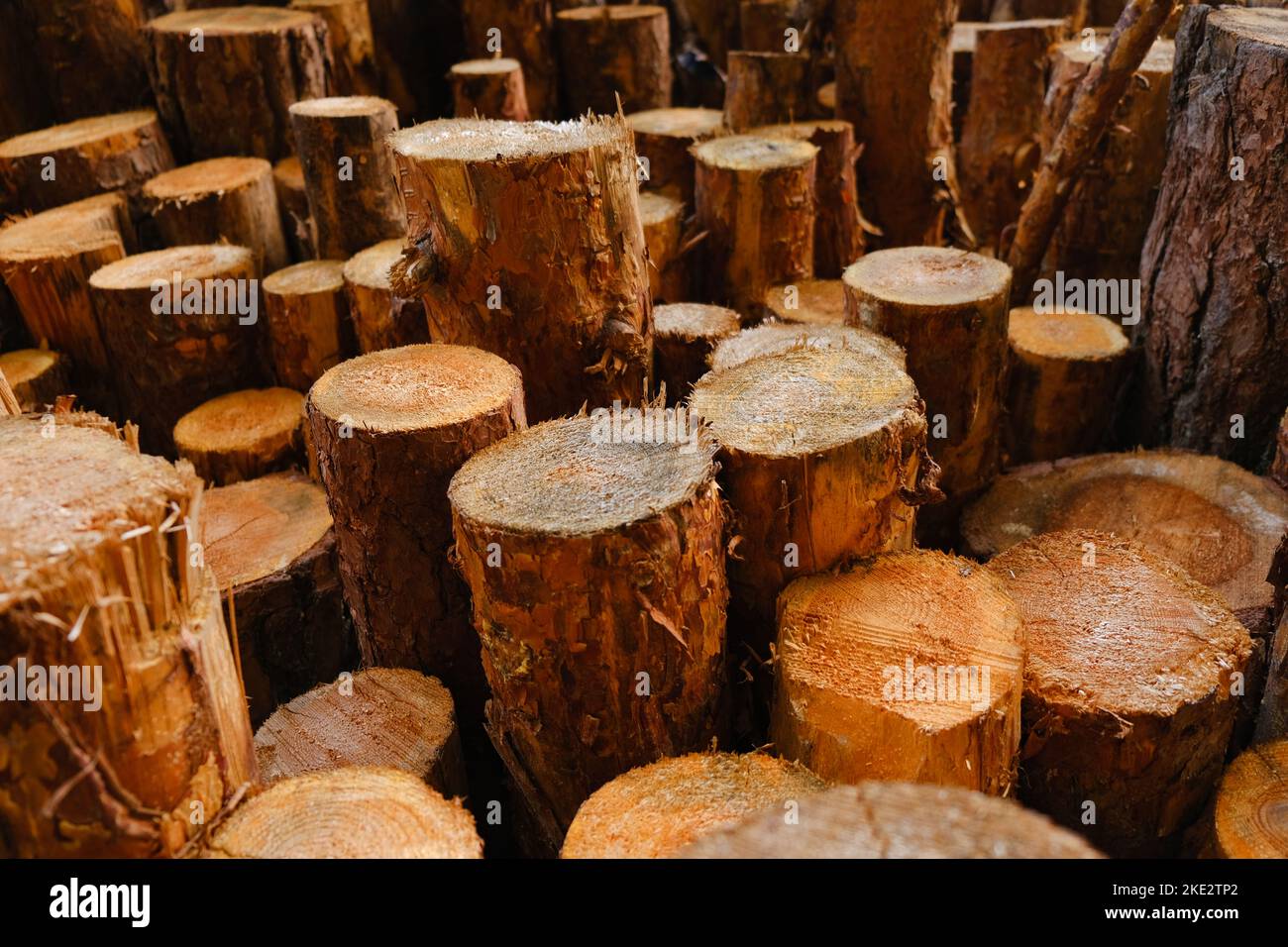 Woodchopping hi-res stock photography and images - Alamy