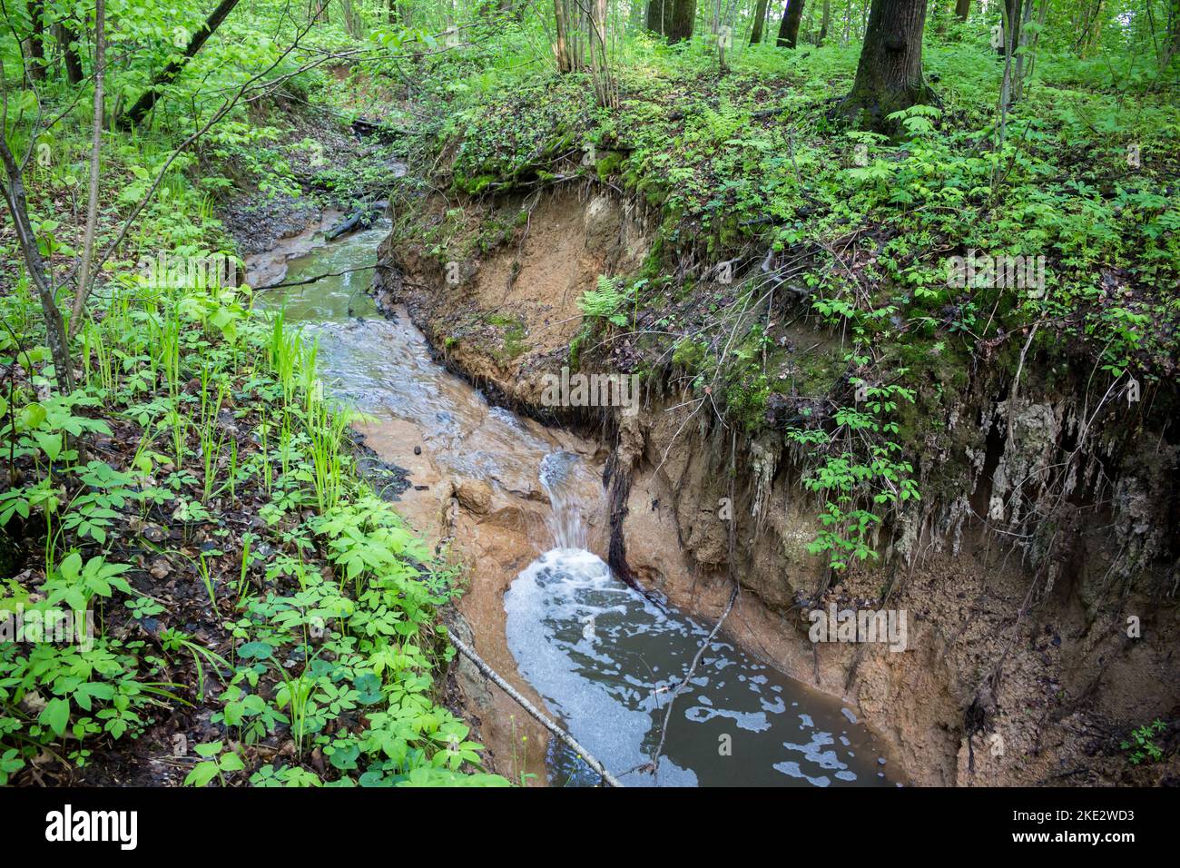 Water flow eroding sandy-clay soil in the forest, formation of a ravine ...