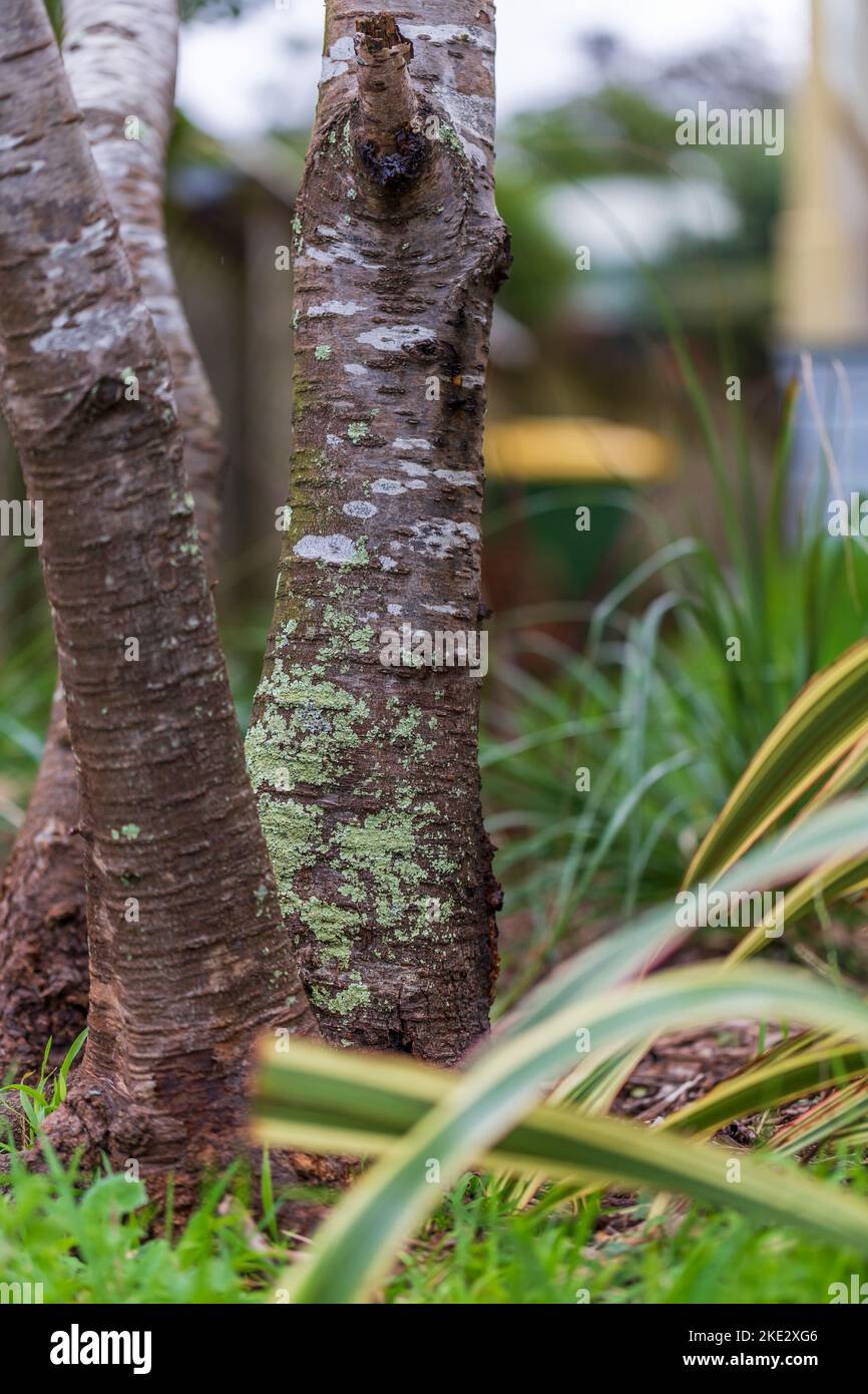 Lichen fungus mold on tree hi-res stock photography and images - Alamy