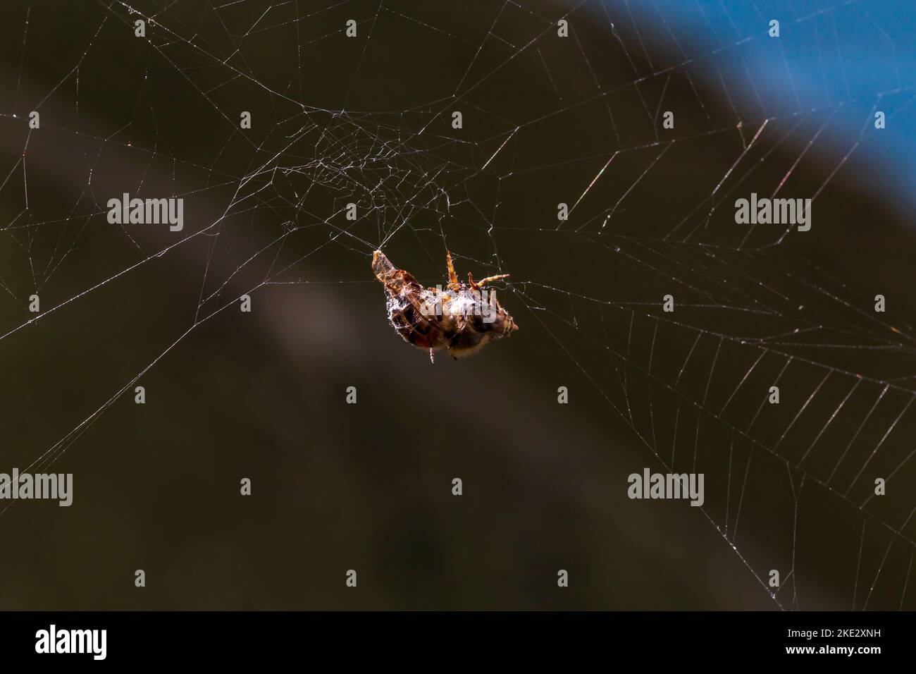 Closeup of a spider wrapping a bee on a web Stock Photo - Alamy