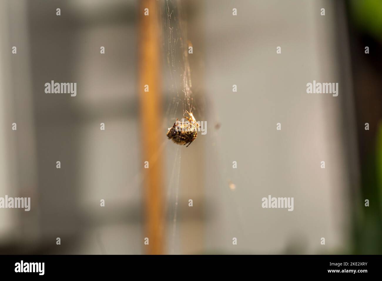 Wrapping up bee hi-res stock photography and images - Alamy