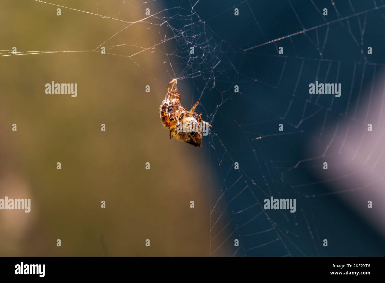 Closeup of a spider wrapping a bee on a web Stock Photo - Alamy