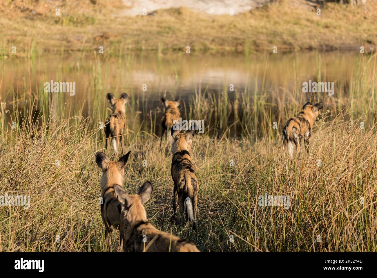 Pack of the endangered wild dogs of Africa evaluating their options on ...