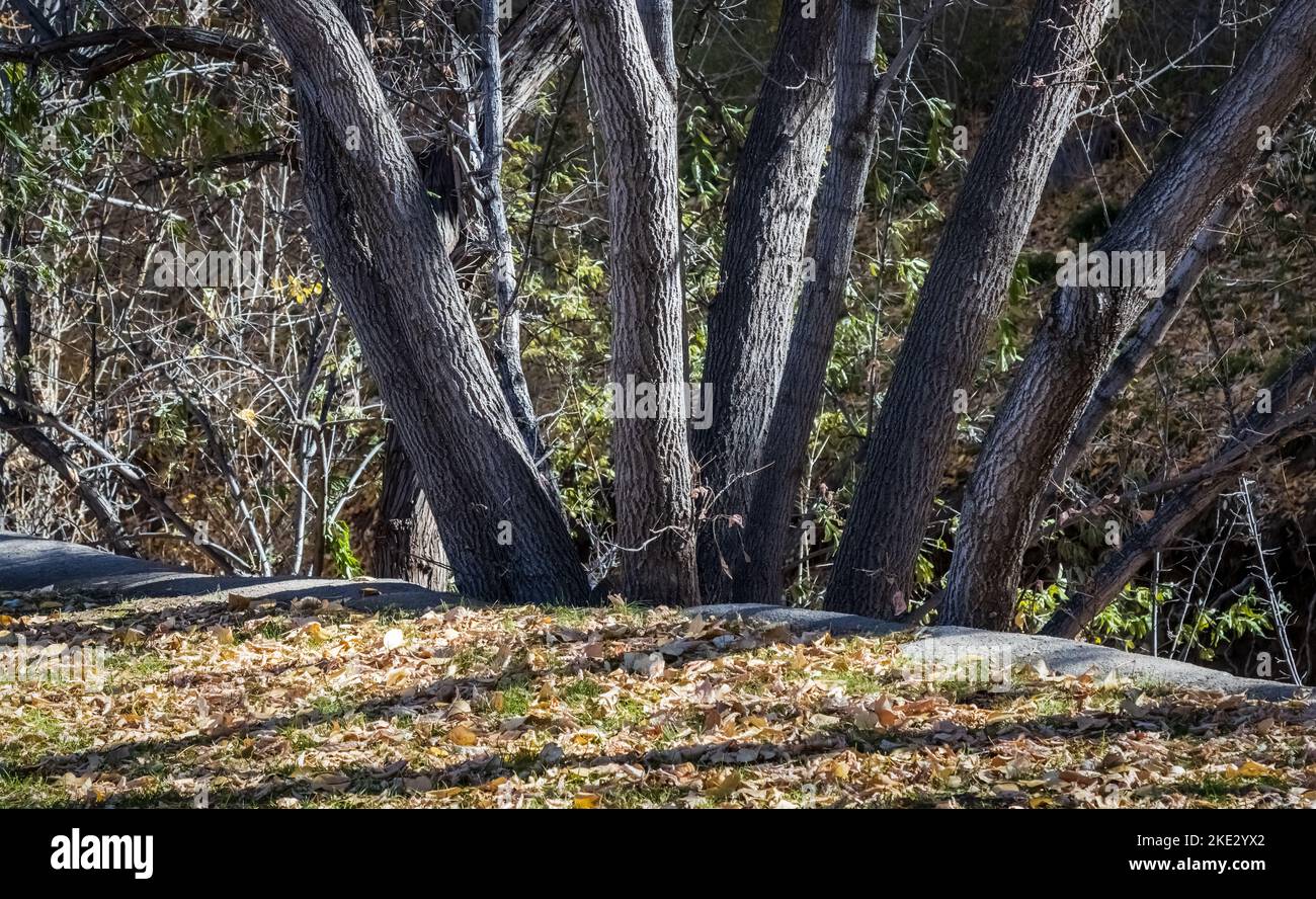 A clump of trees in a field with fallen leaves and grass Stock Photo ...