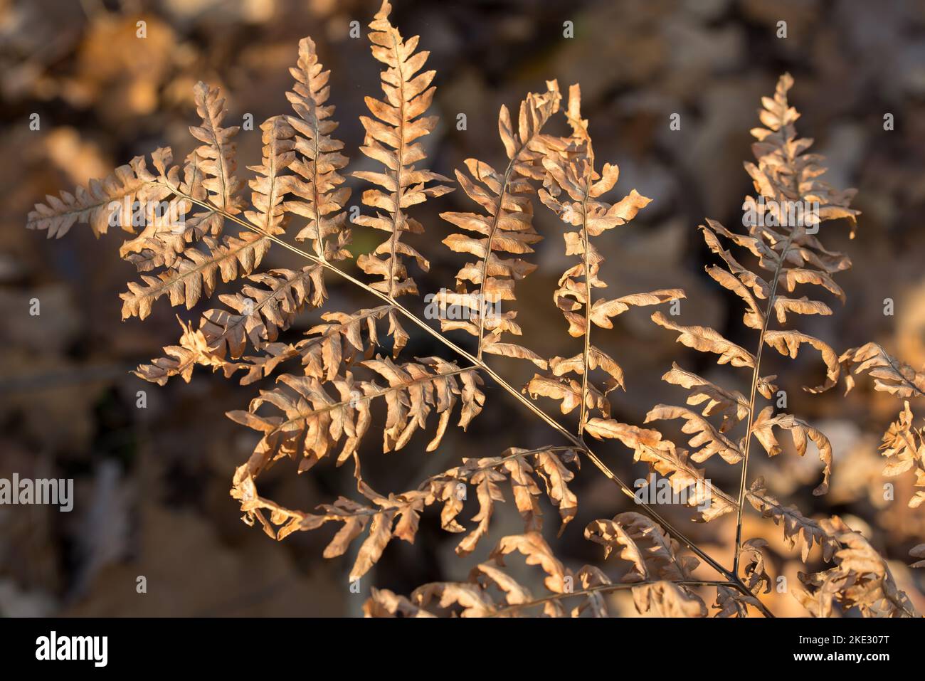 Pteridium aquilinum, common bracken brown dried leaves closeup ...