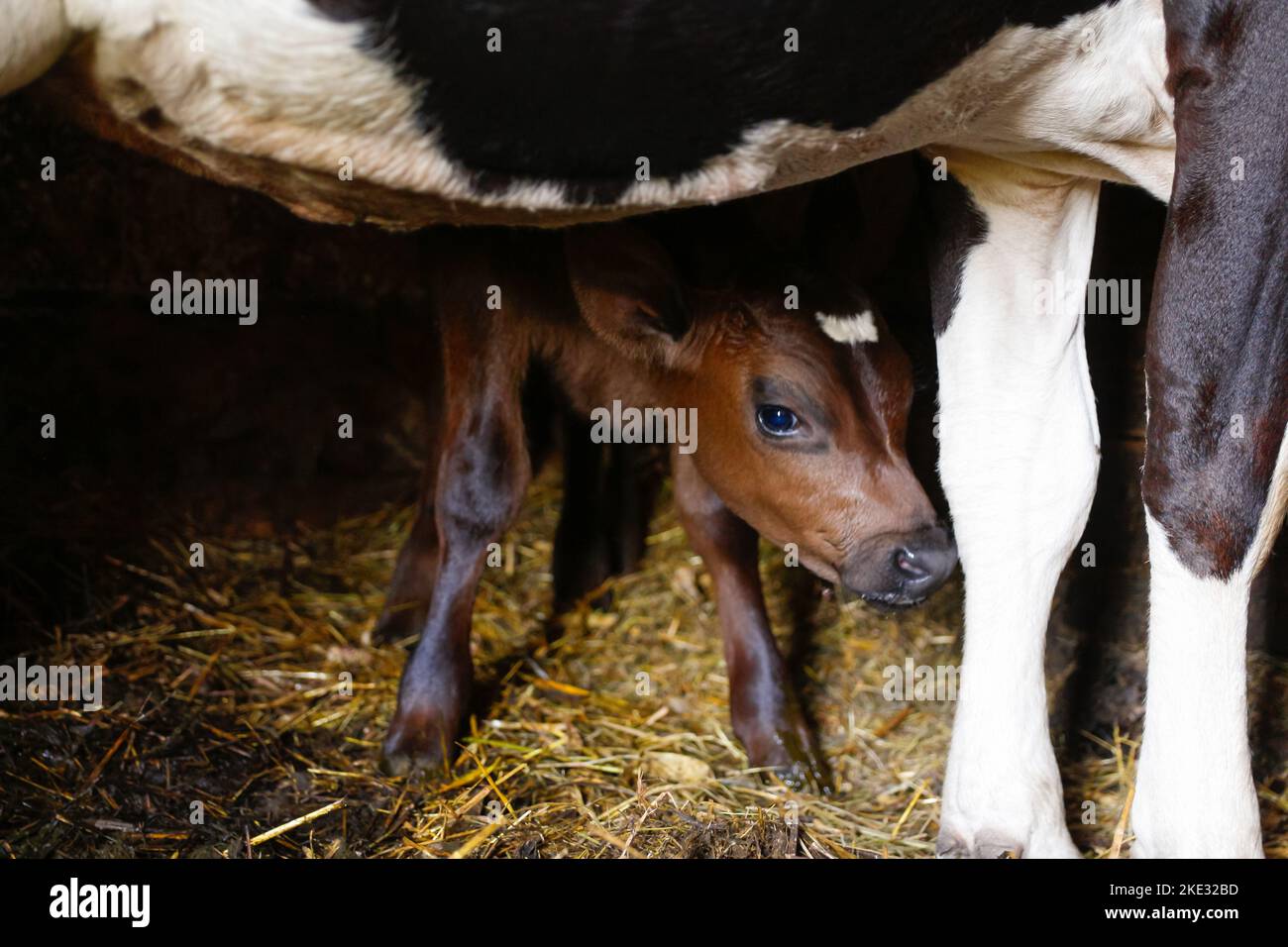 Defocus portrait of cow with baby calf standing in barn with hay. Brown ...