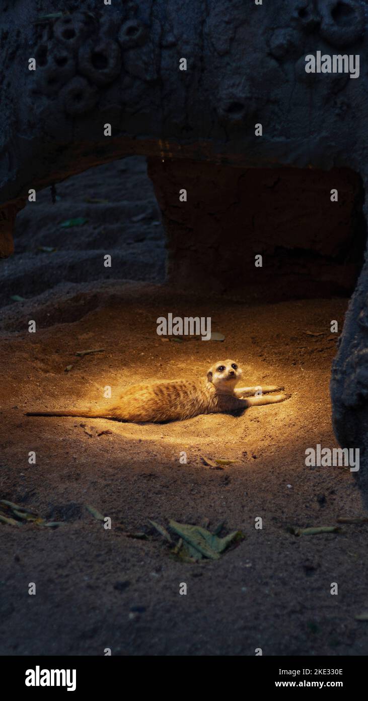Mammal meerkat hi-res stock photography and images - Alamy