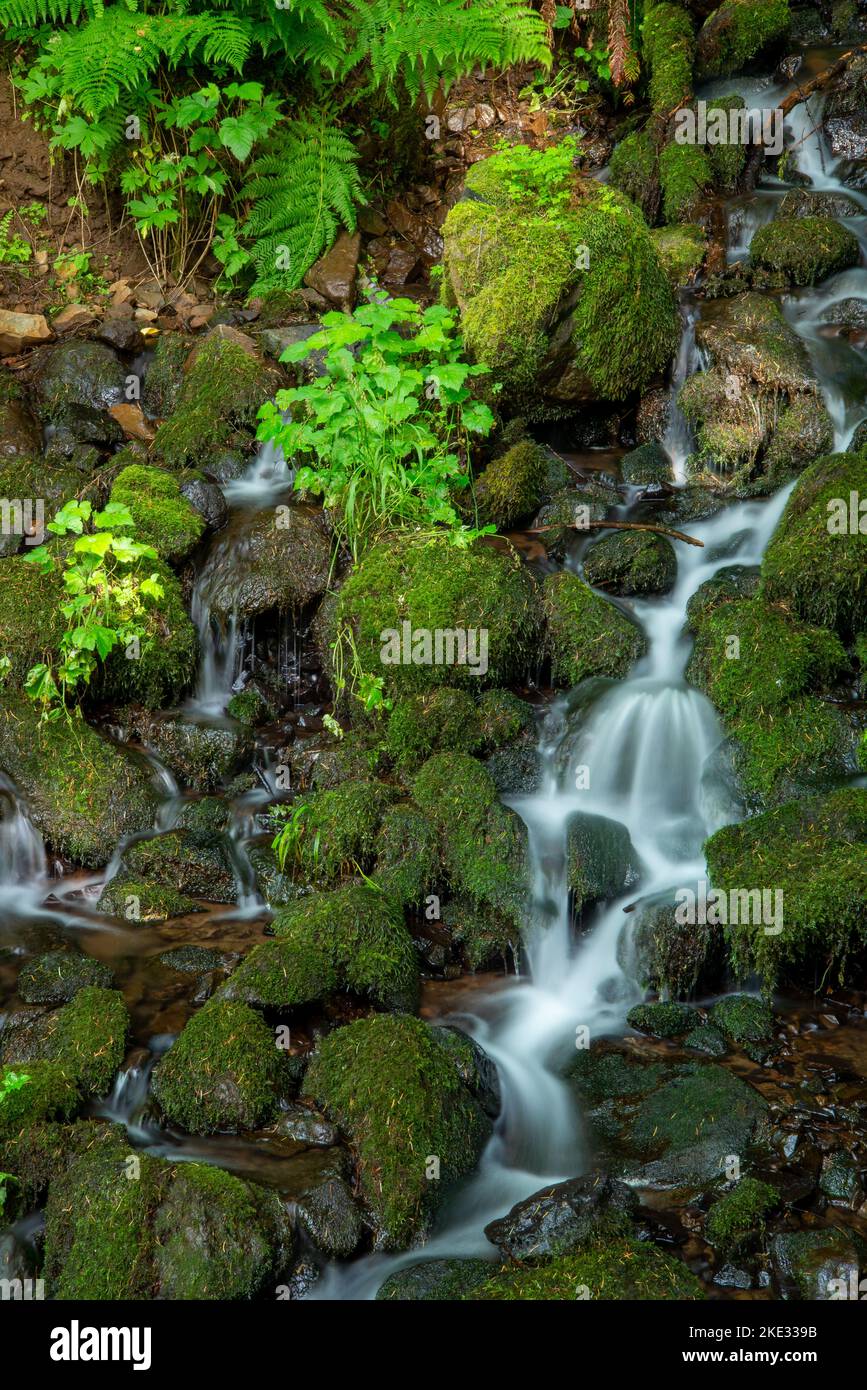 Numerous Waterfalls Dot the Landscape in Olympic National Park in ...