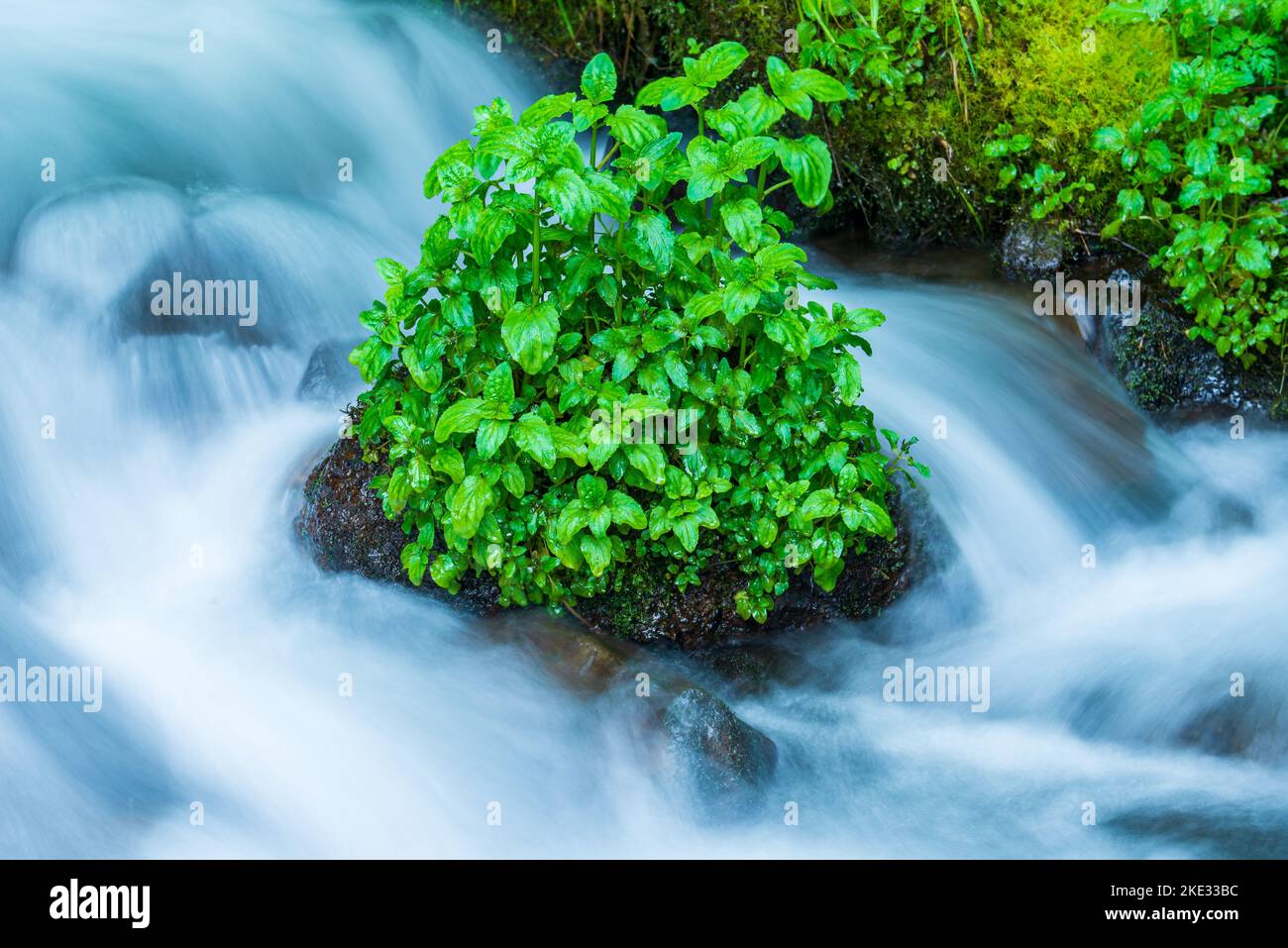 Numerous Waterfalls Dot the Landscape in Olympic National Park in ...