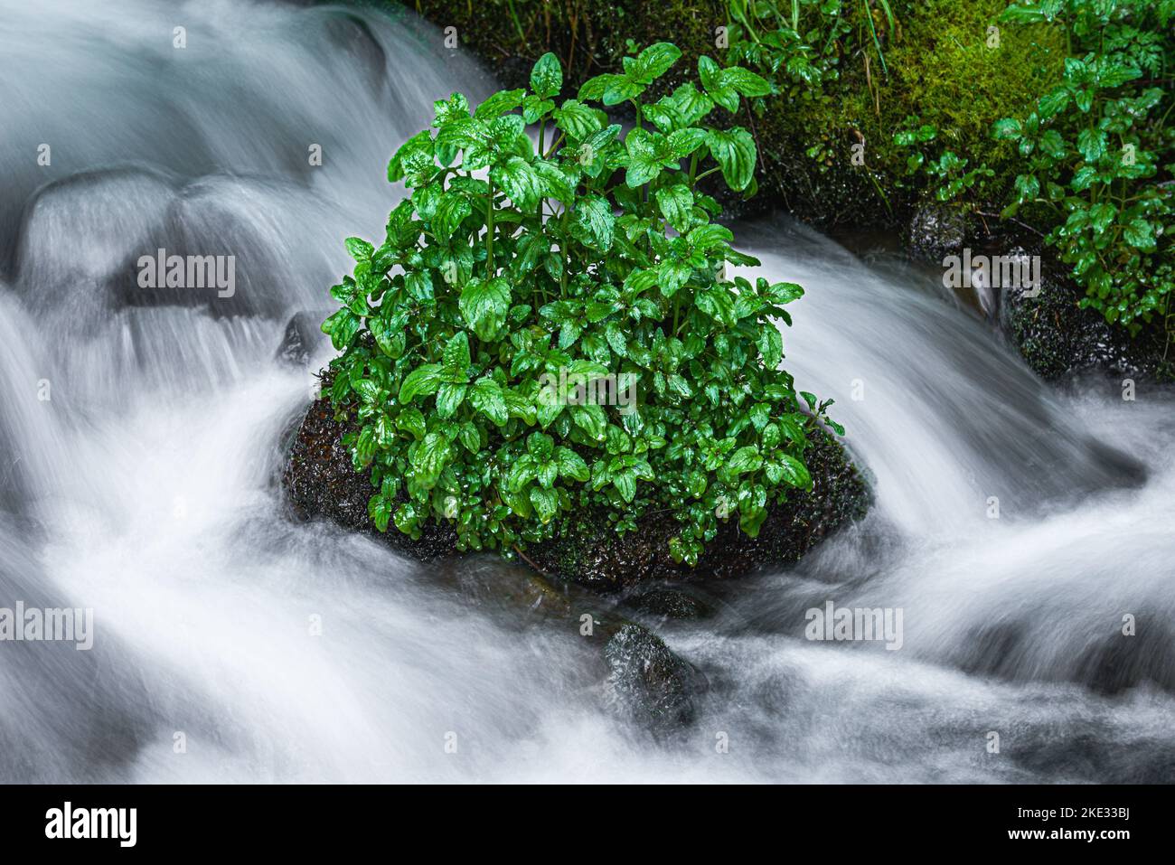 Numerous Waterfalls Dot the Landscape in Olympic National Park in ...