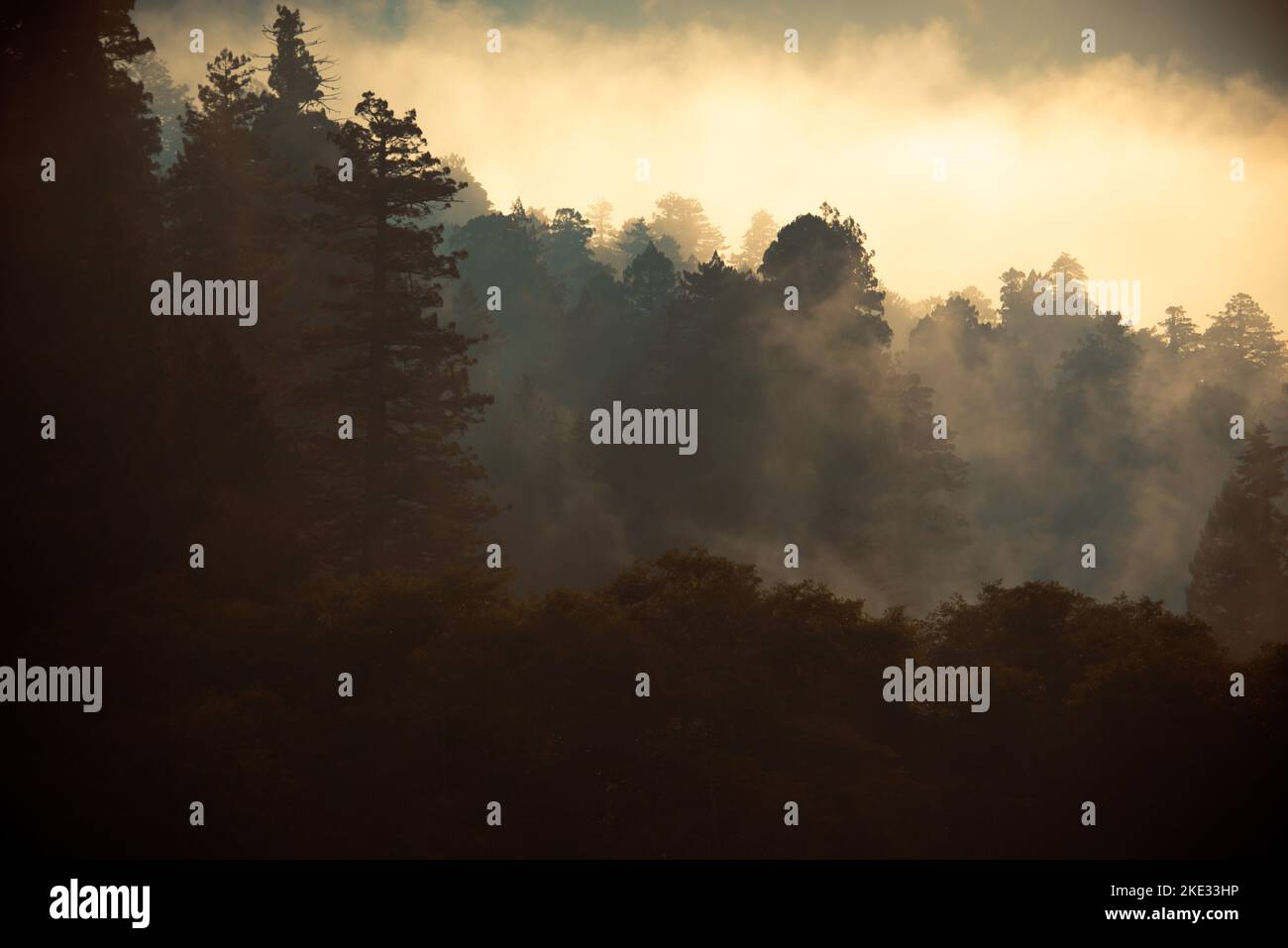 Early Morning Coastal Mist Envelopes a Temperate Rainforest in Olympic ...