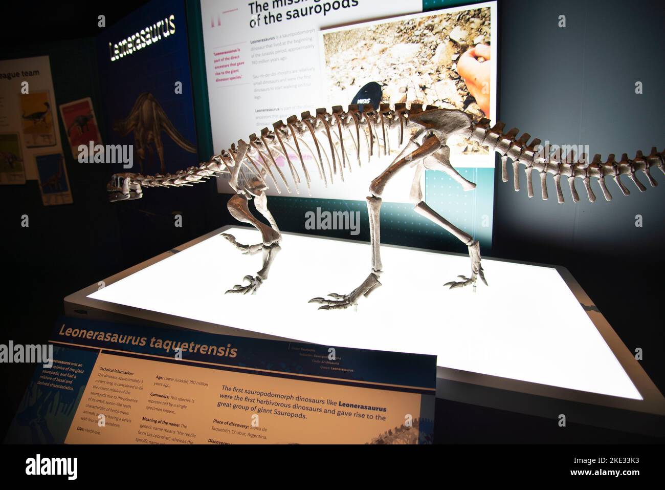 Dinosaur artifacts hi-res stock photography and images - Alamy
