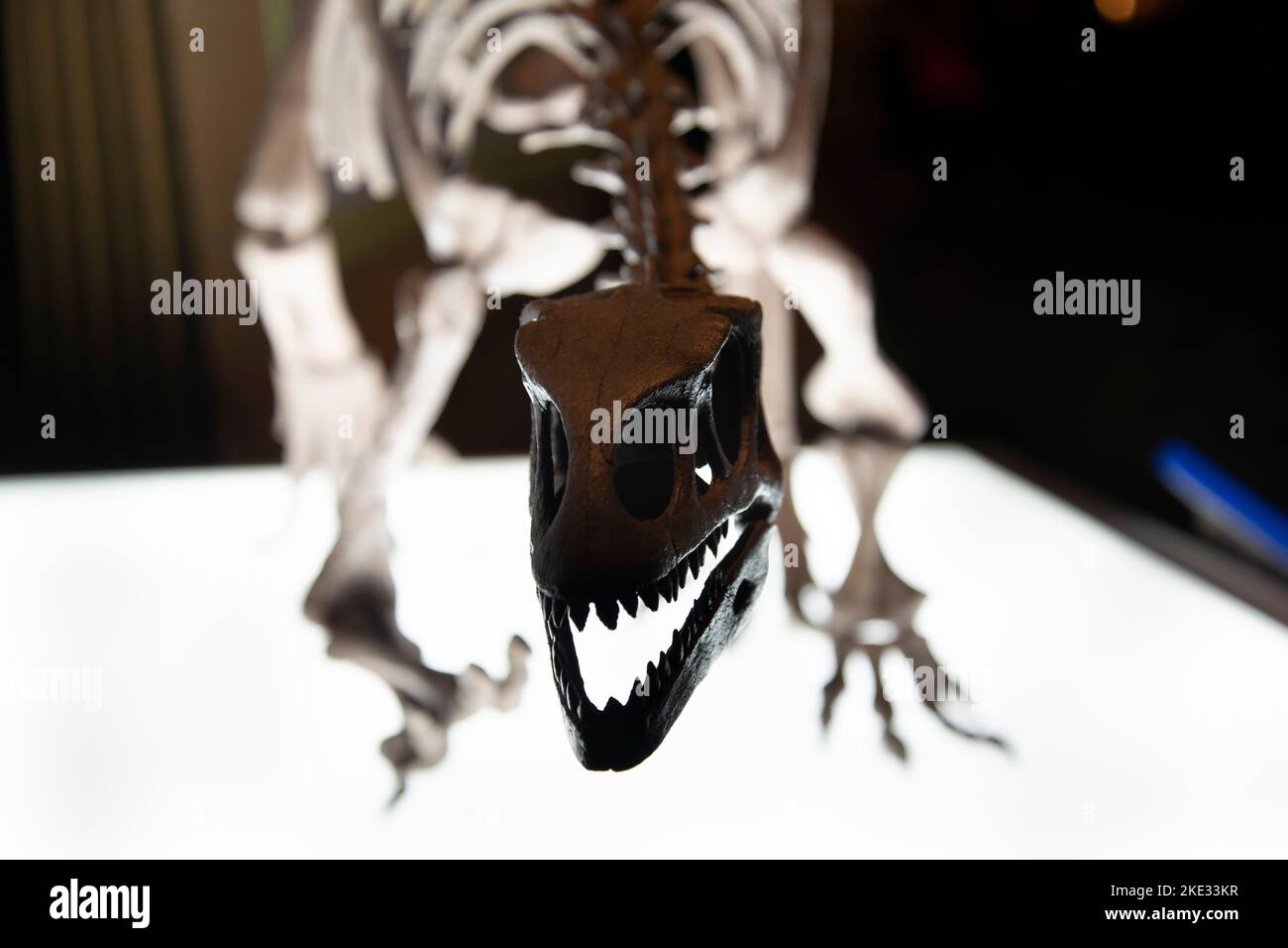 Dinosaur artifacts hi-res stock photography and images - Alamy