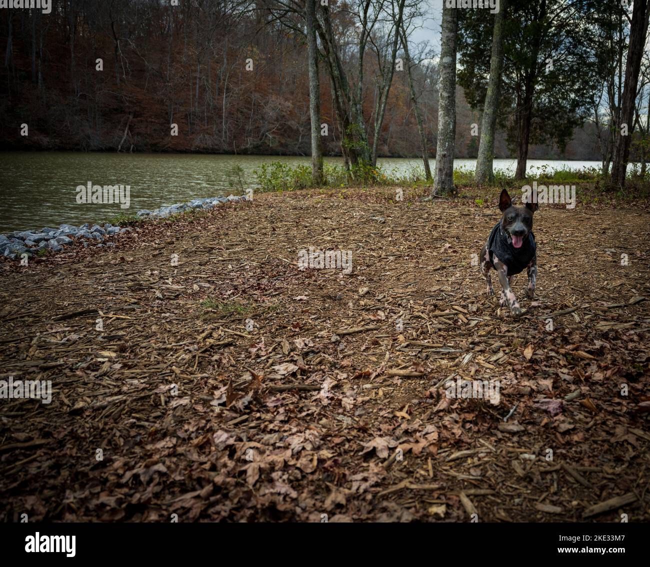 American Hairless Dog walking on a fishing deck in the Tennessee River ...