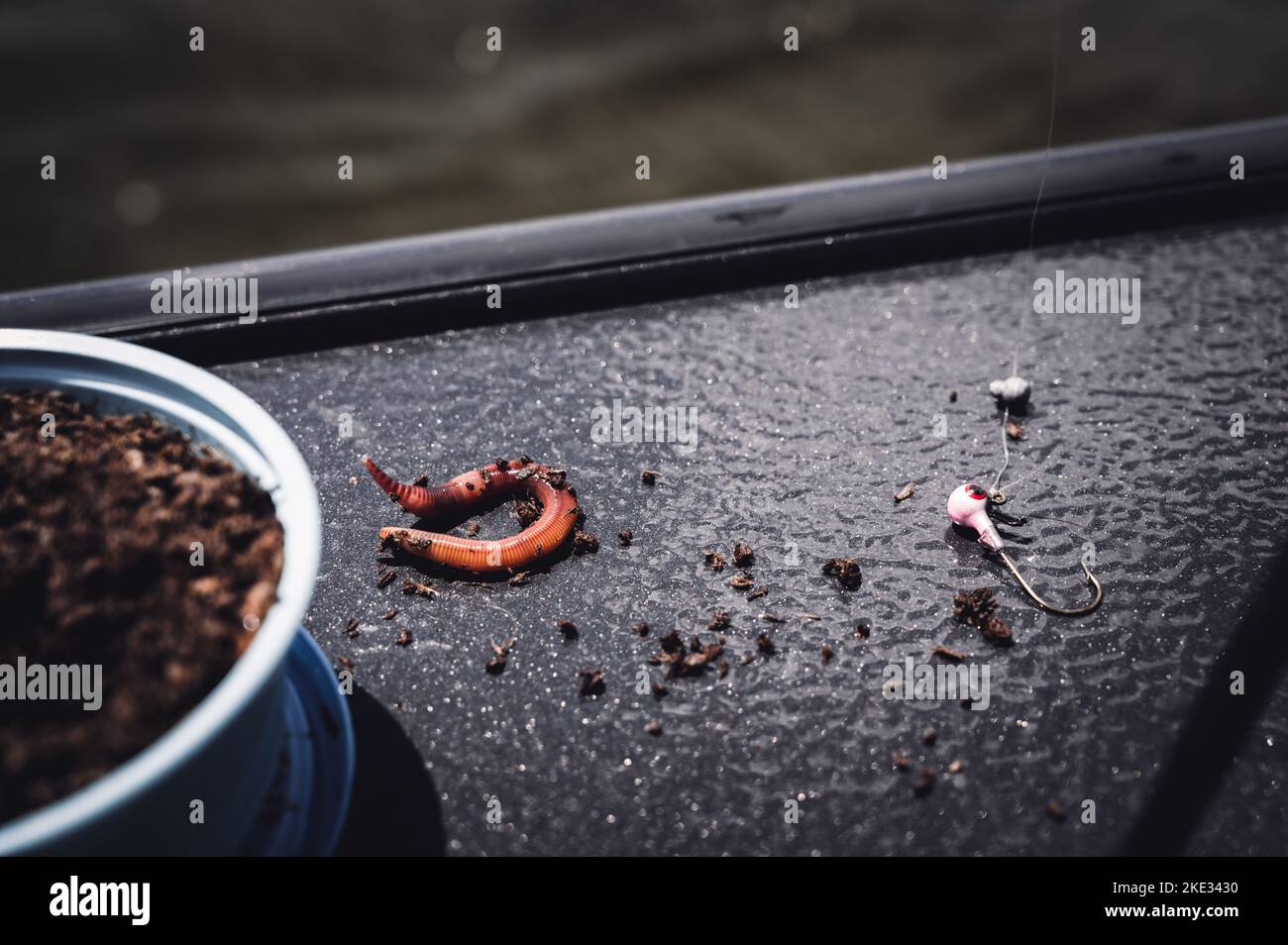 Selective focus on a single earth worm ready to bait a hook for fishing ...