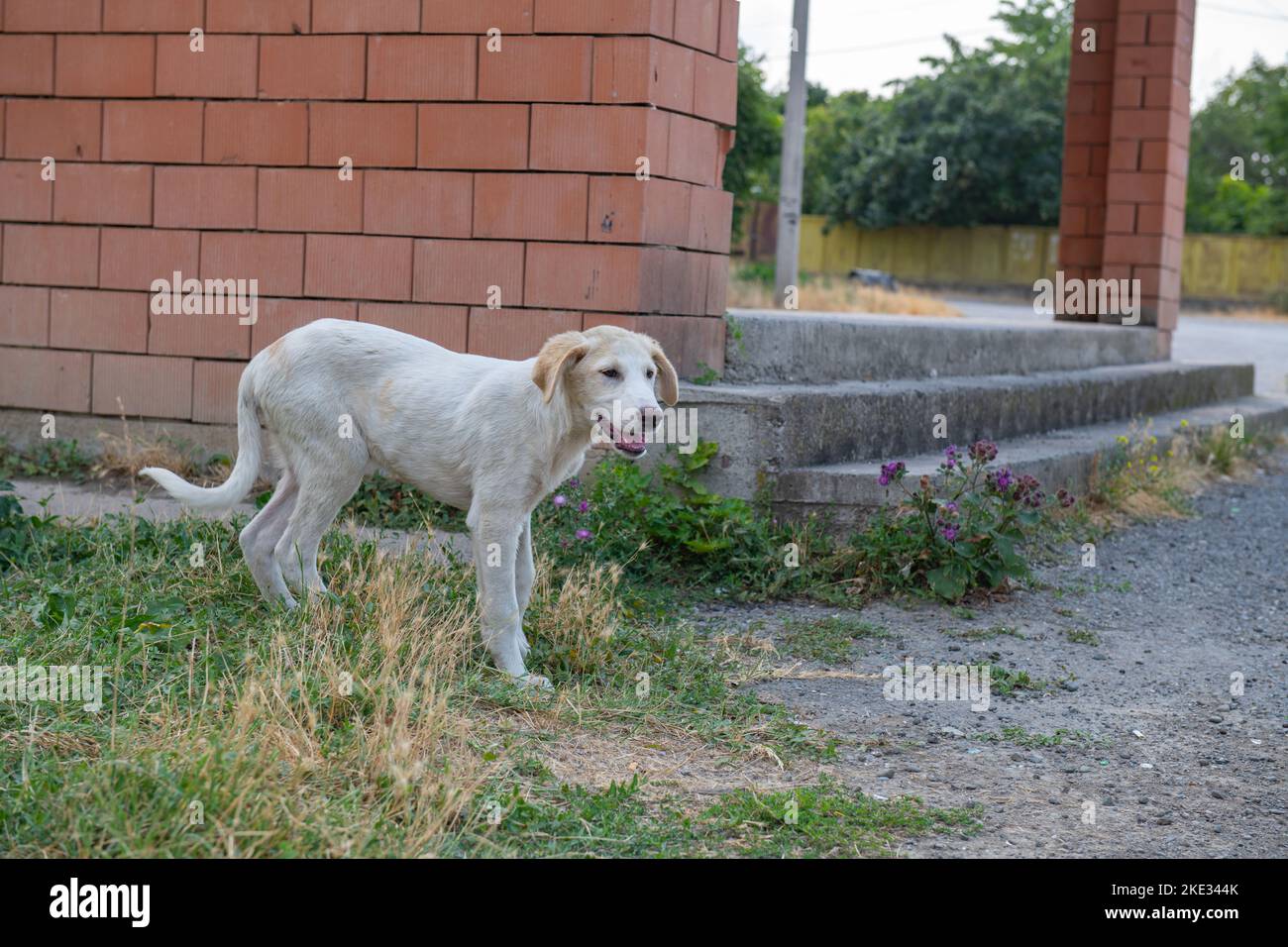 a white street dog walks near the house Stock Photo - Alamy