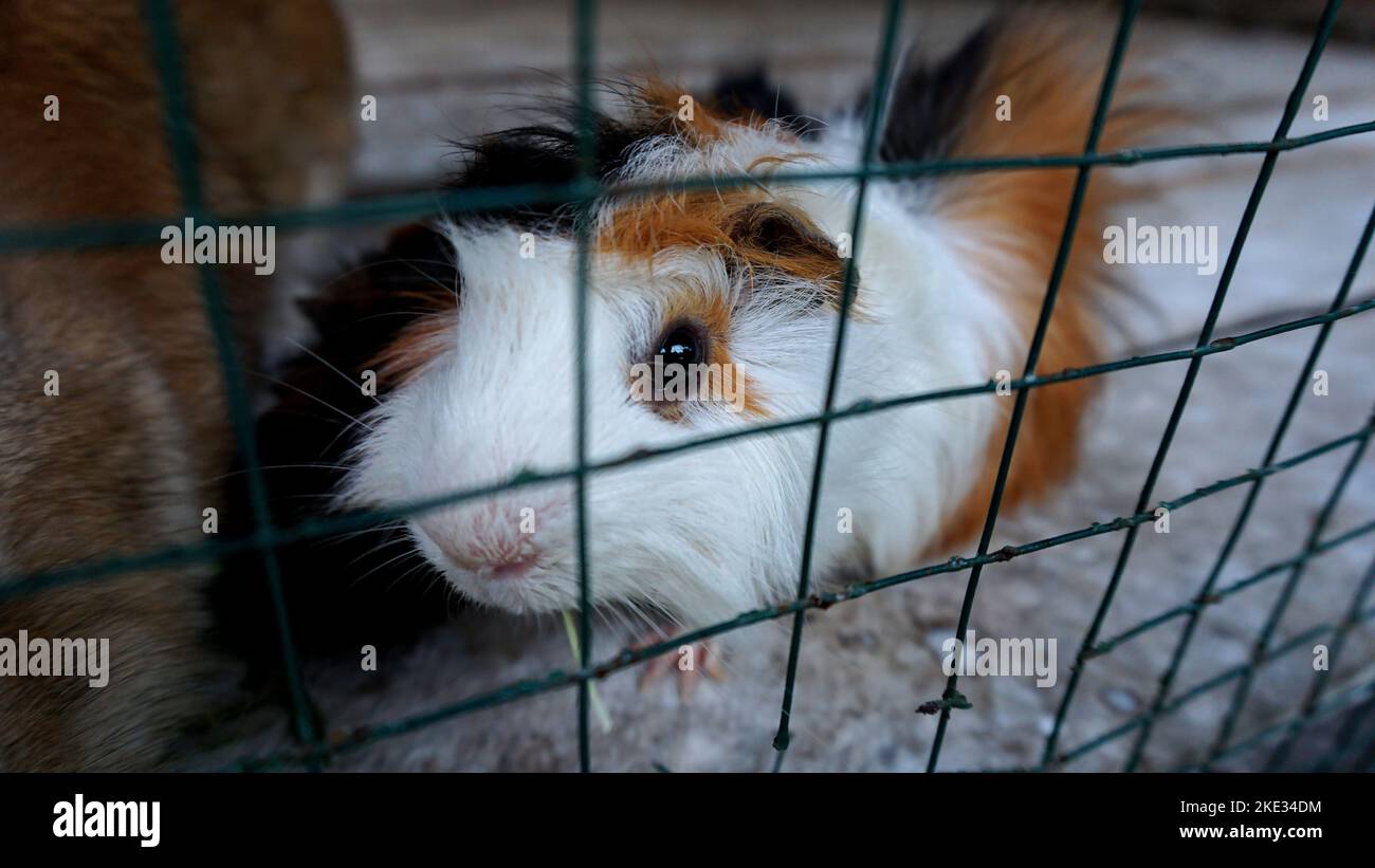 a hamster that is still very small and tiny Stock Photo - Alamy