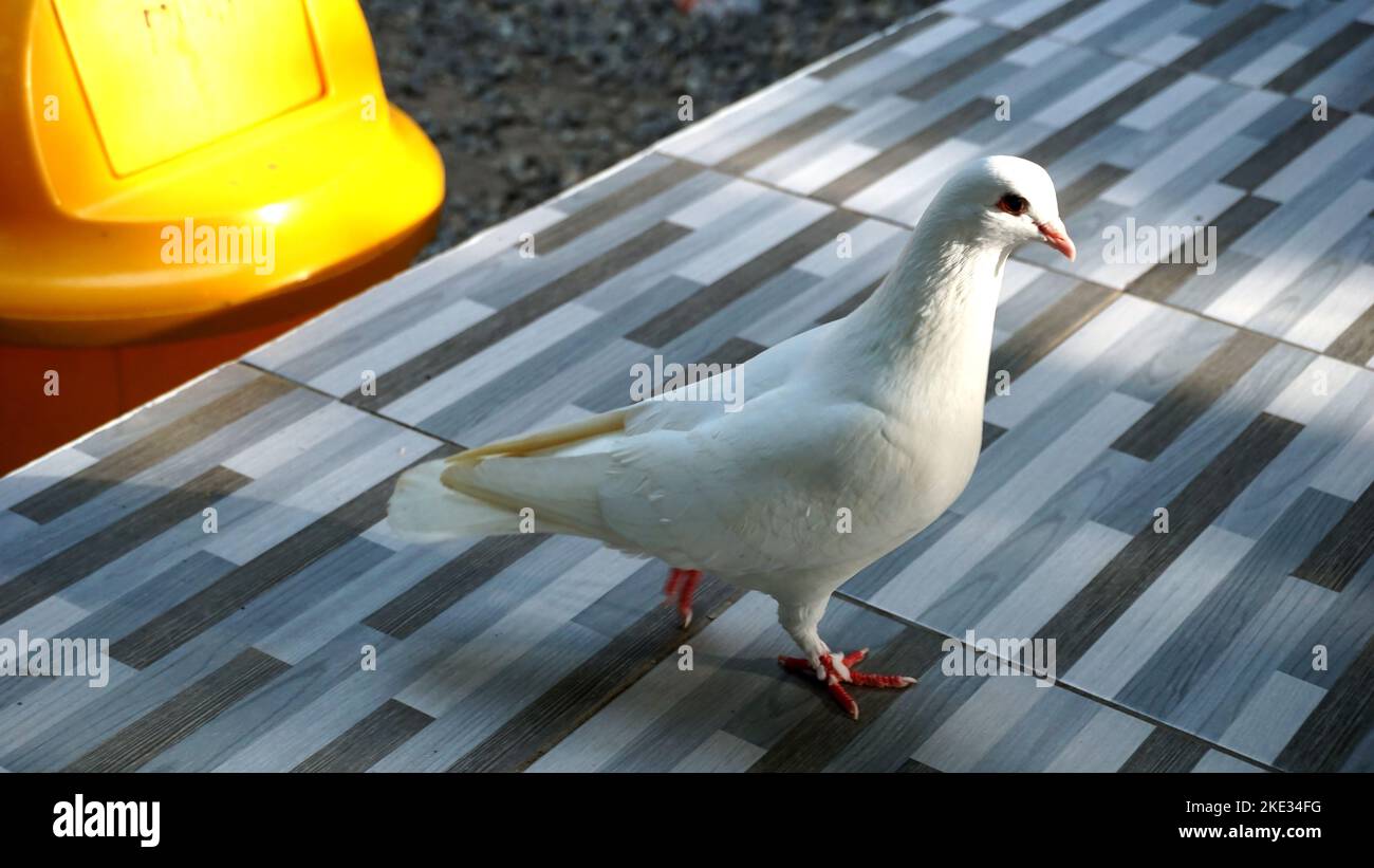 a dove is standing on a ceramic Stock Photo - Alamy
