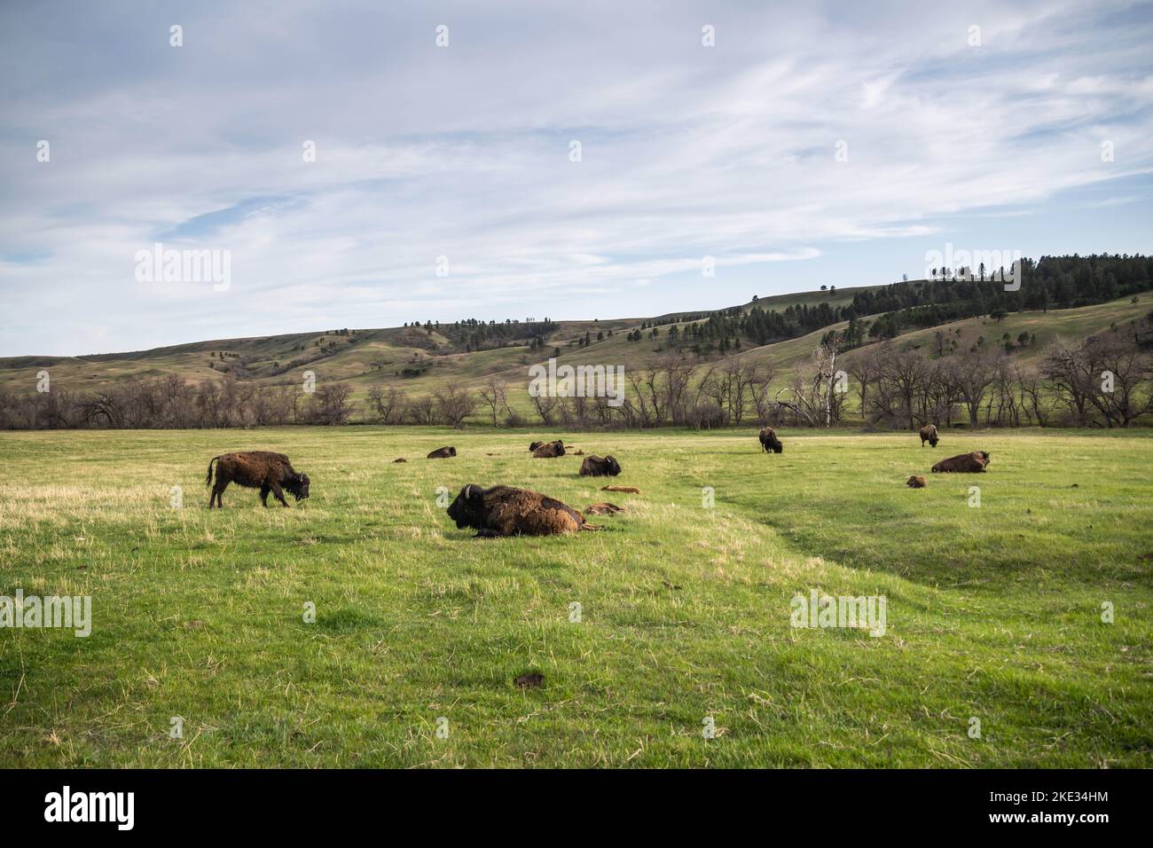American Bison in the field of Custer State Park, Utah Stock Photo - Alamy