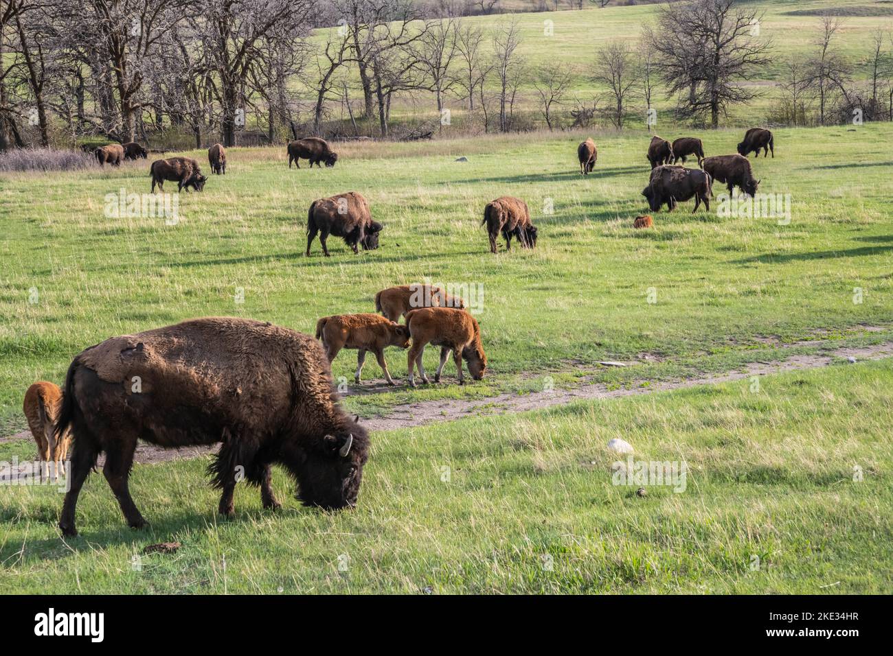 American Bison in the field of Custer State Park, Utah Stock Photo - Alamy