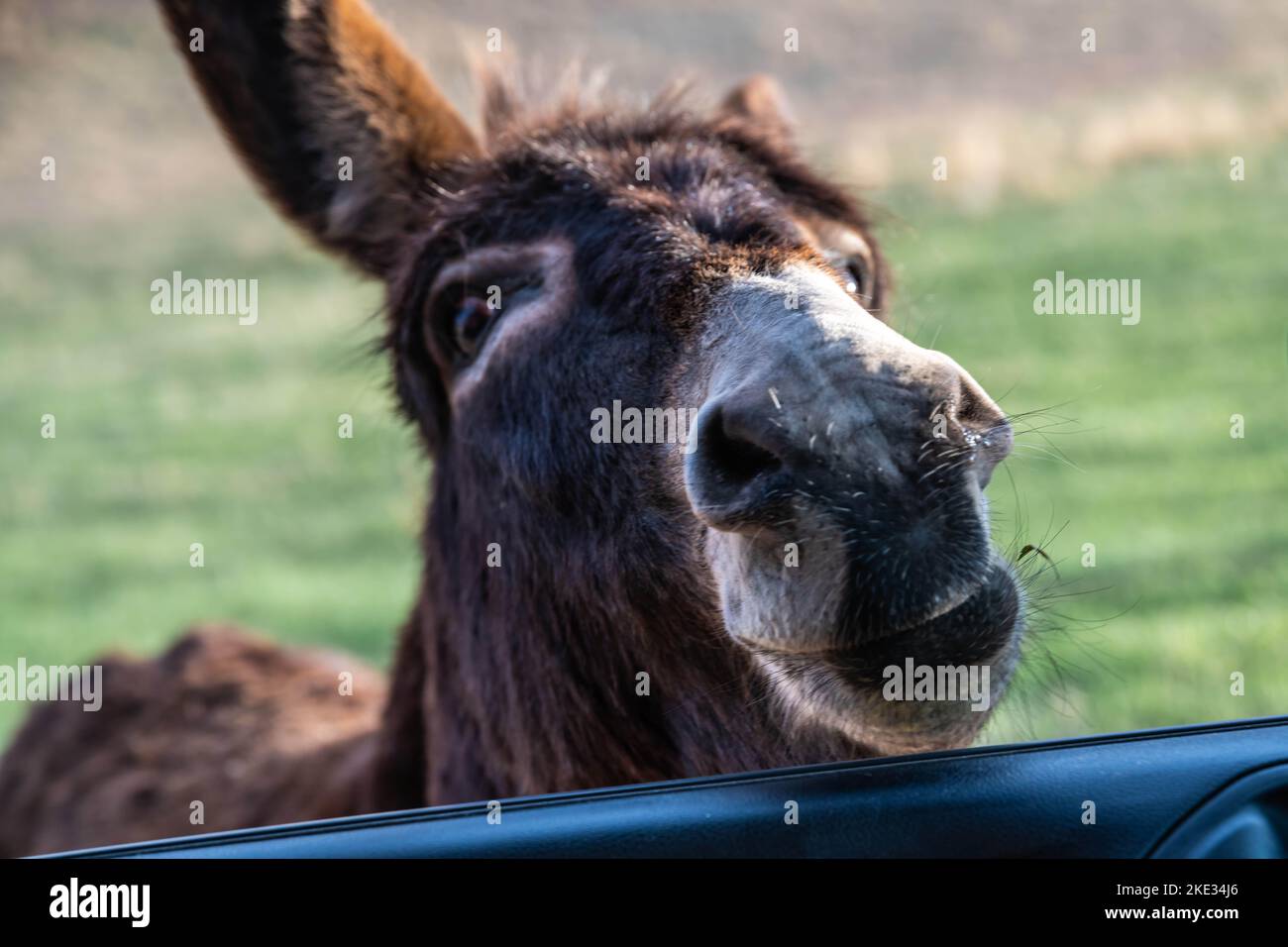 Burro bush hi-res stock photography and images - Alamy