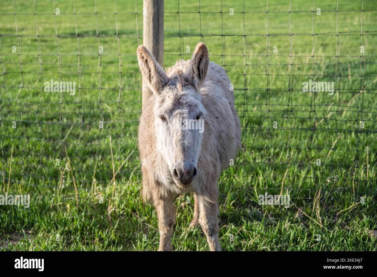 A Begging Burros in Custer State Park, Utah Stock Photo - Alamy