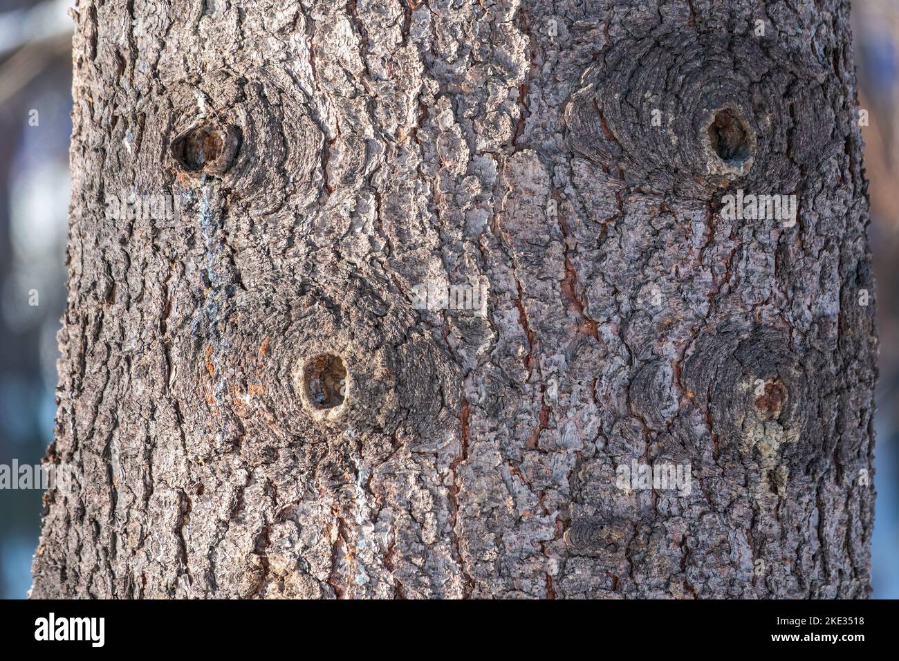 Bark texture and background of a old fir tree trunk. Detailed bark ...