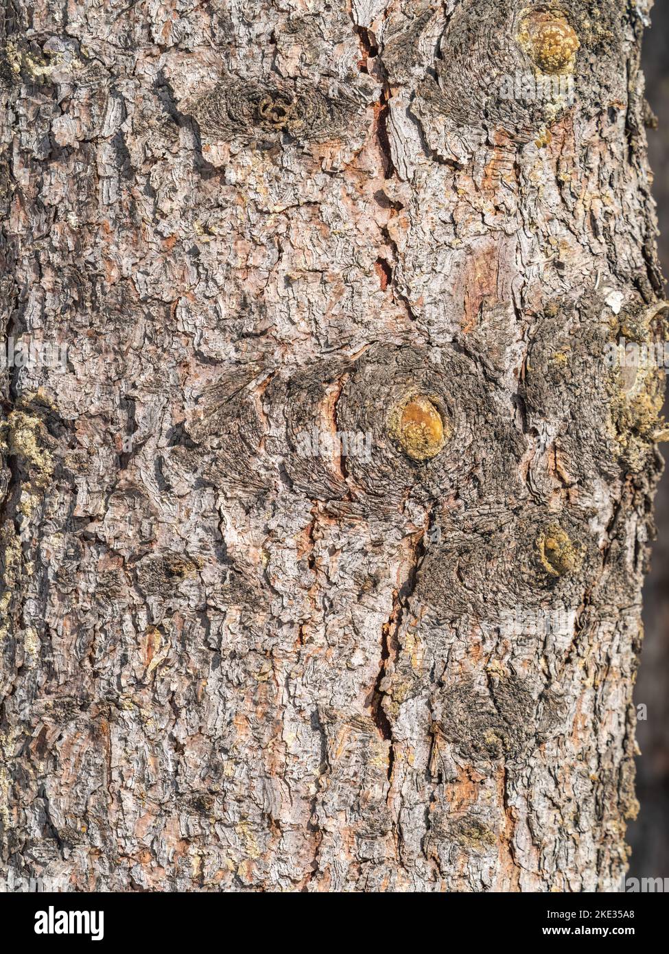 Bark texture and background of a old fir tree trunk. Detailed bark ...