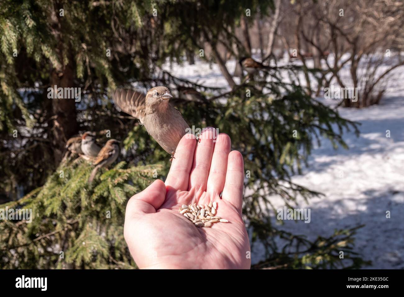 Sparrow eats seeds from a man's hand. A Sparrow bird sitting on the ...