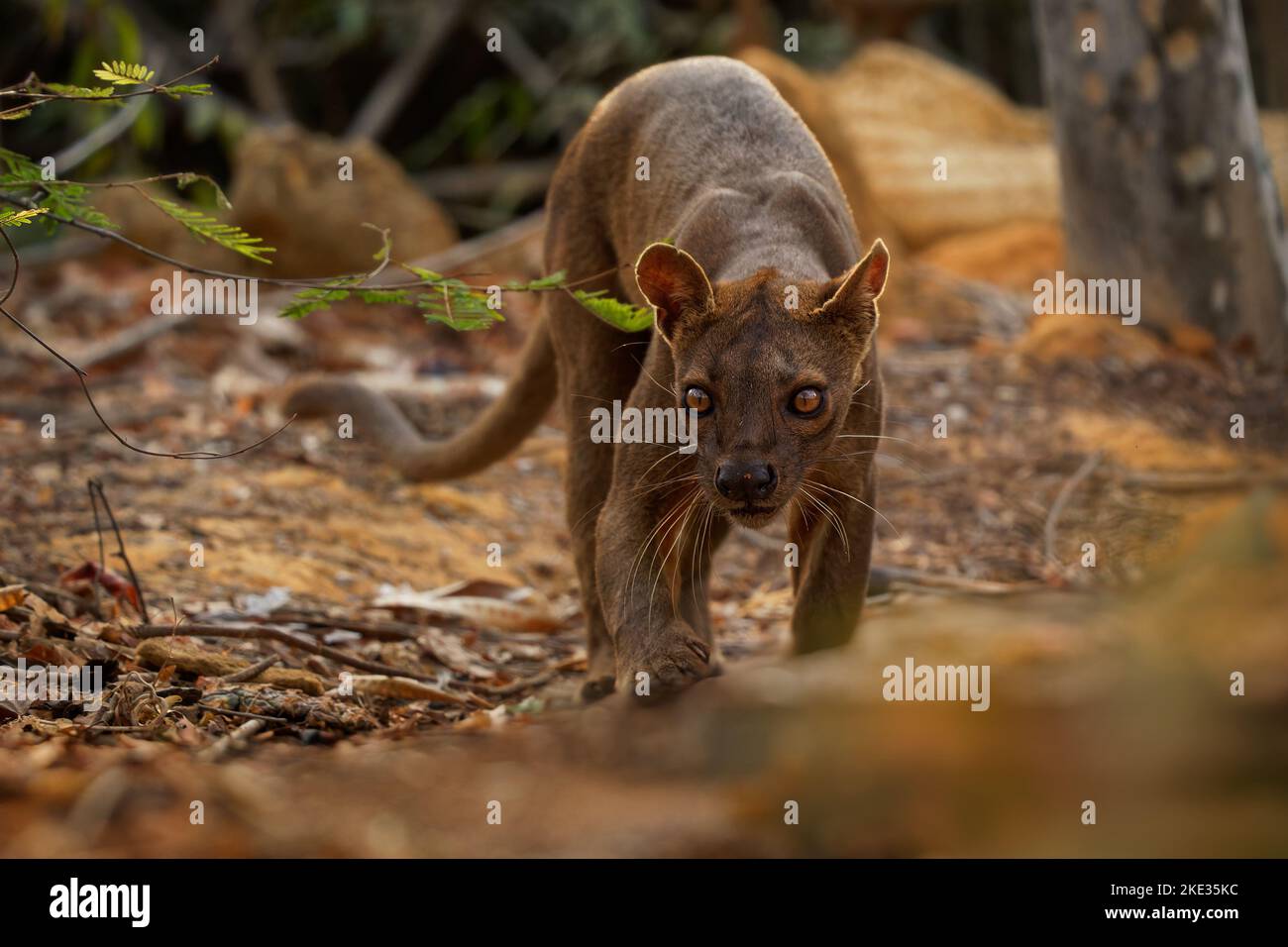 Fossa - Cryptoprocta ferox long-tailed mammal endemic to Madagascar ...