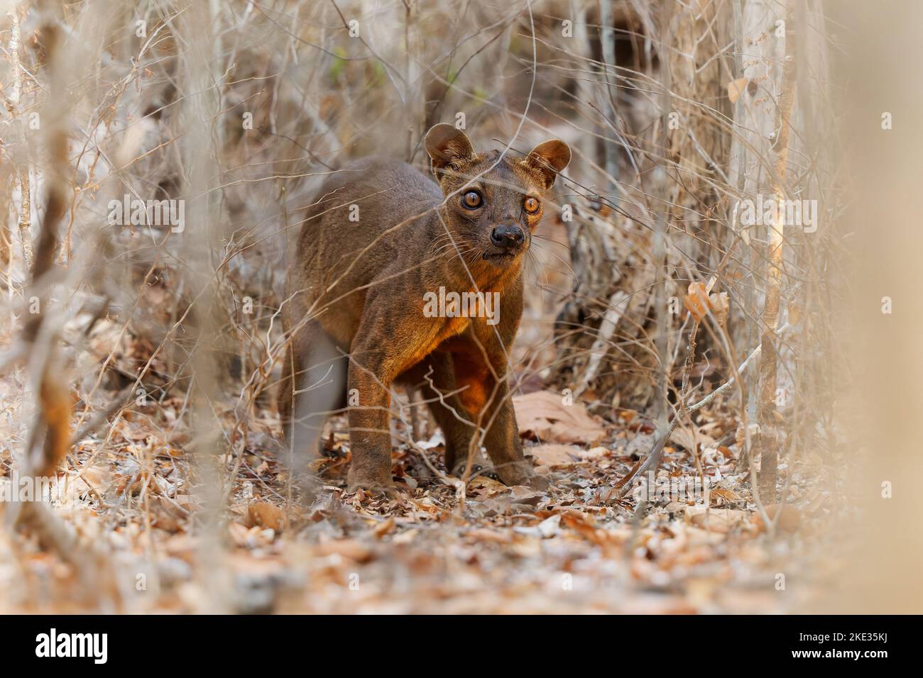 Fossa - Cryptoprocta ferox long-tailed mammal endemic to Madagascar ...